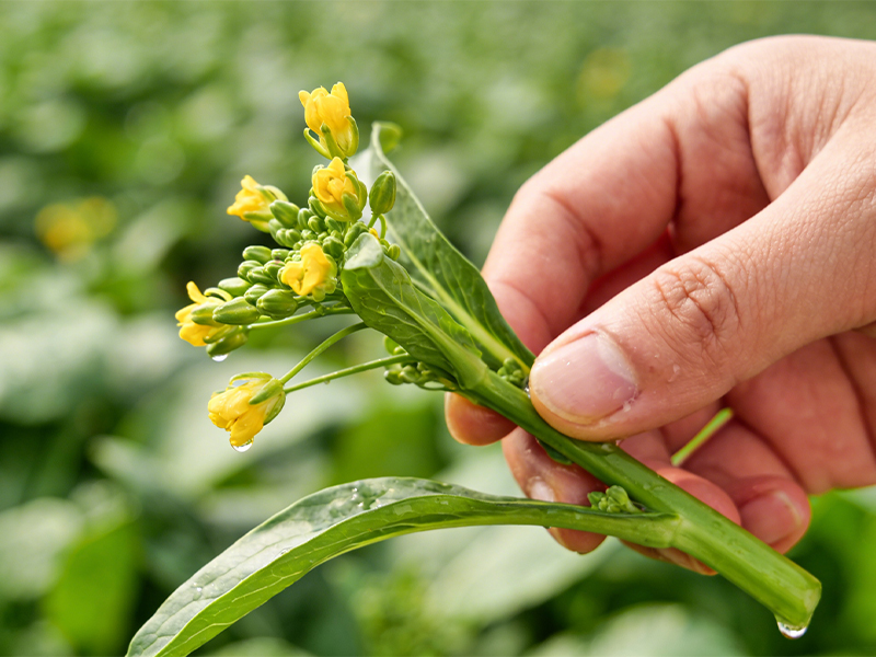 Water Spinach Growing Guide: Tips and Solutions for Pests, Bolting ...